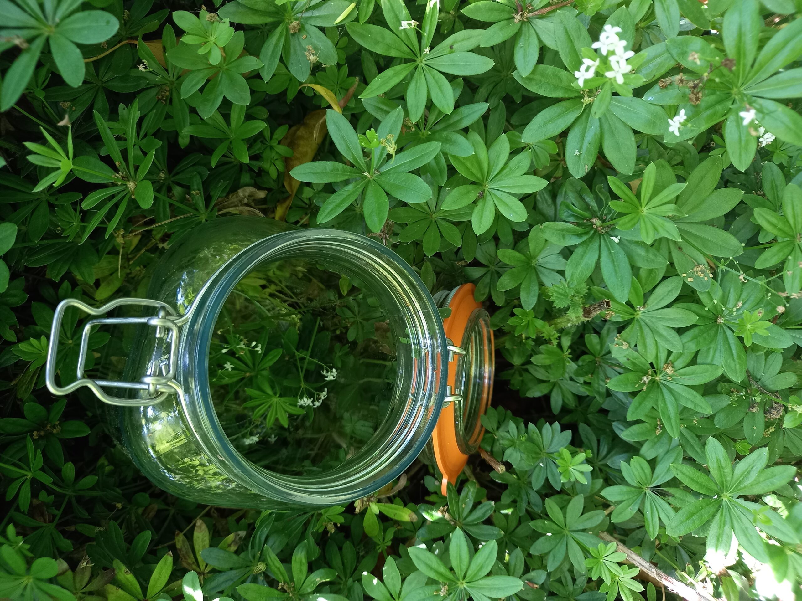 Wild Pickle – Fermentation & Foraging